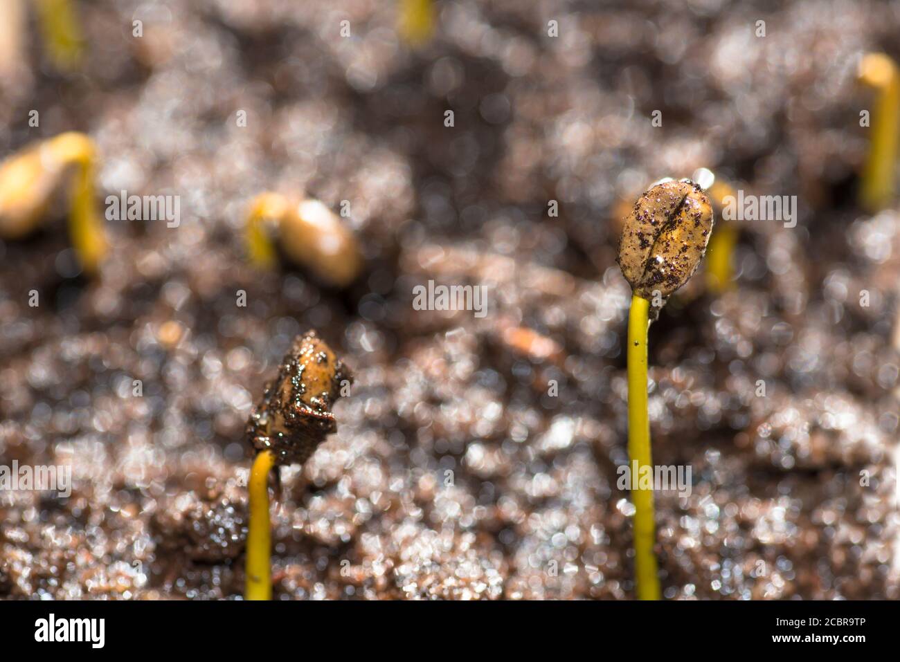 Growing coffee in brazil hi-res stock photography and images - Alamy