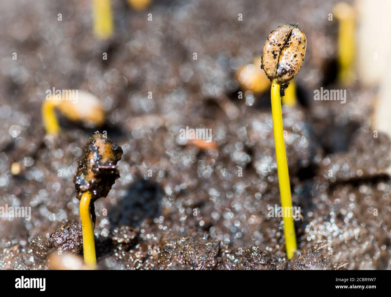 Coffee sprouts, germinating in the nursery Stock Photo - Alamy
