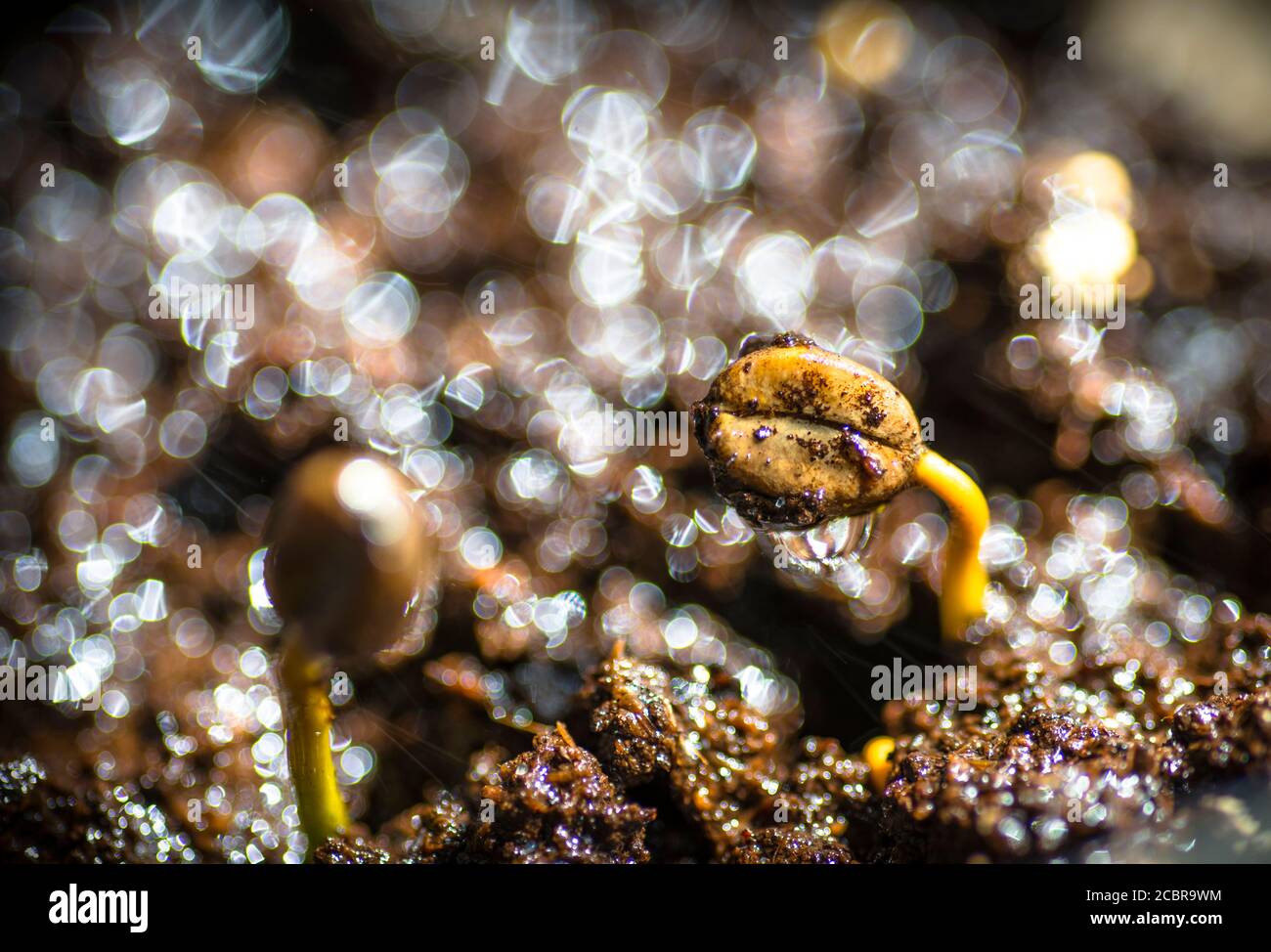 Growing coffee in brazil hi-res stock photography and images - Alamy