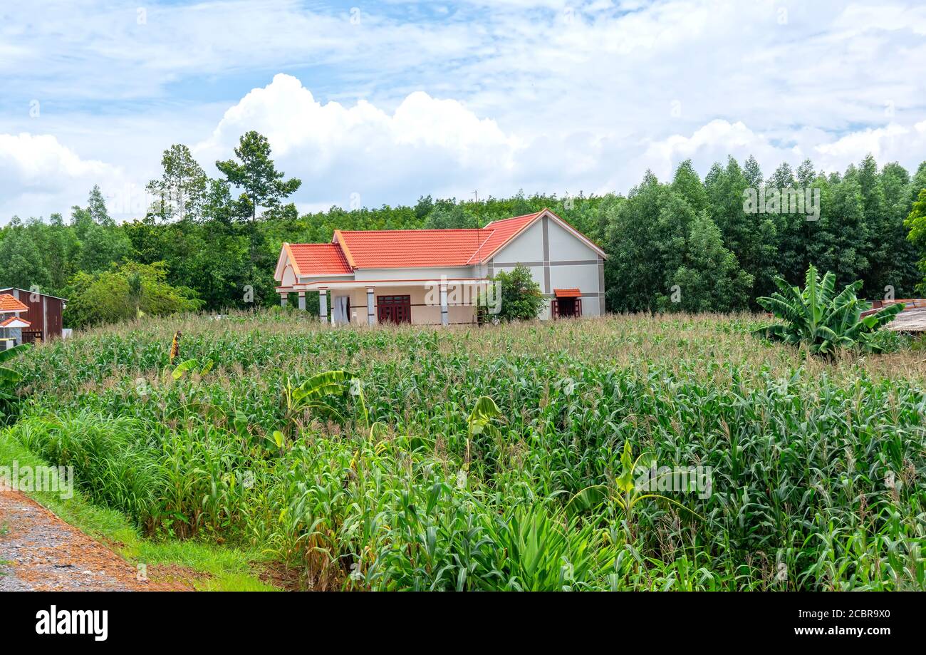 Rural suburban landscape in the highlands of basalt soil with ...