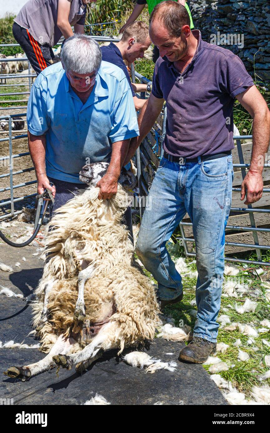 Sheep shearing, County Kerry Ireland Stock Photo - Alamy
