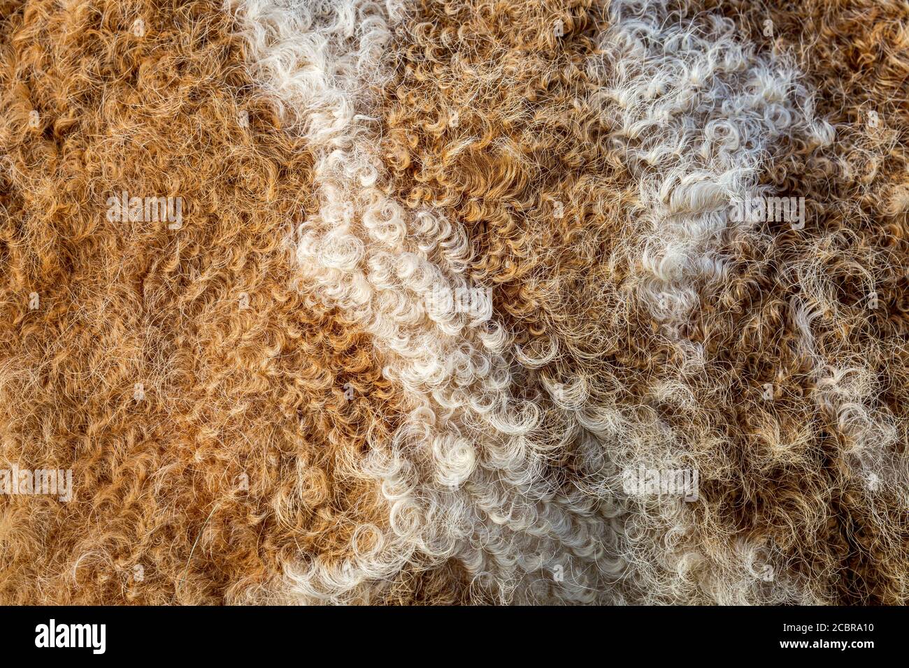 A full frame photograph of fur/skin on a cow Stock Photo - Alamy