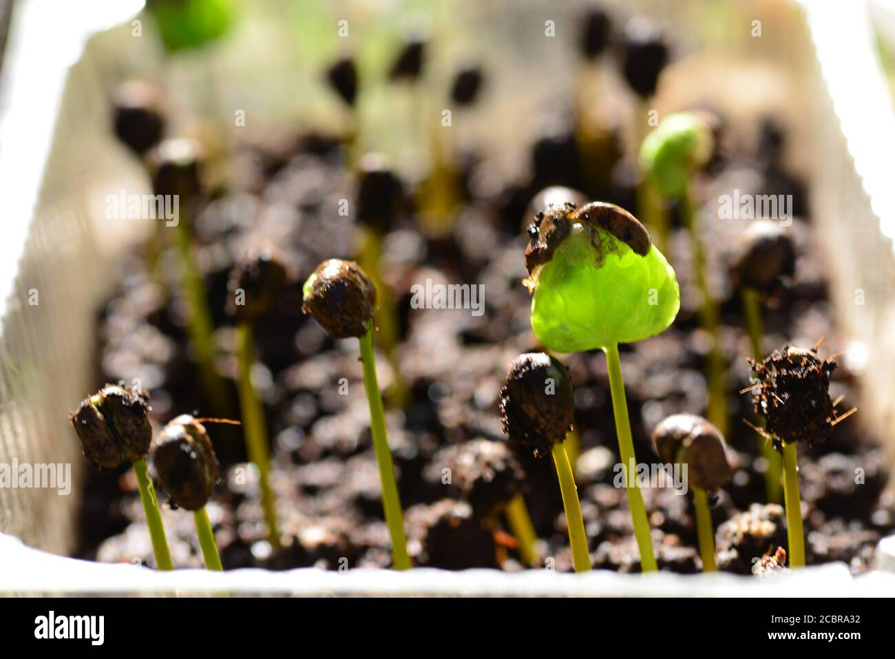 Growing coffee in brazil hi-res stock photography and images - Alamy
