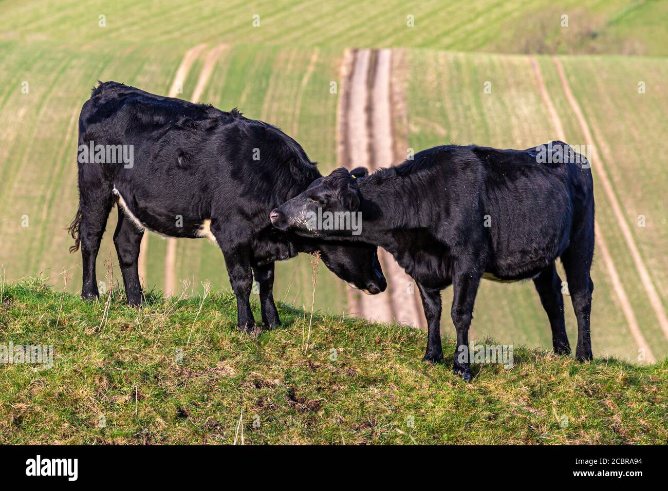 Two cows standing together in the Sussex countryside, with a shallow ...