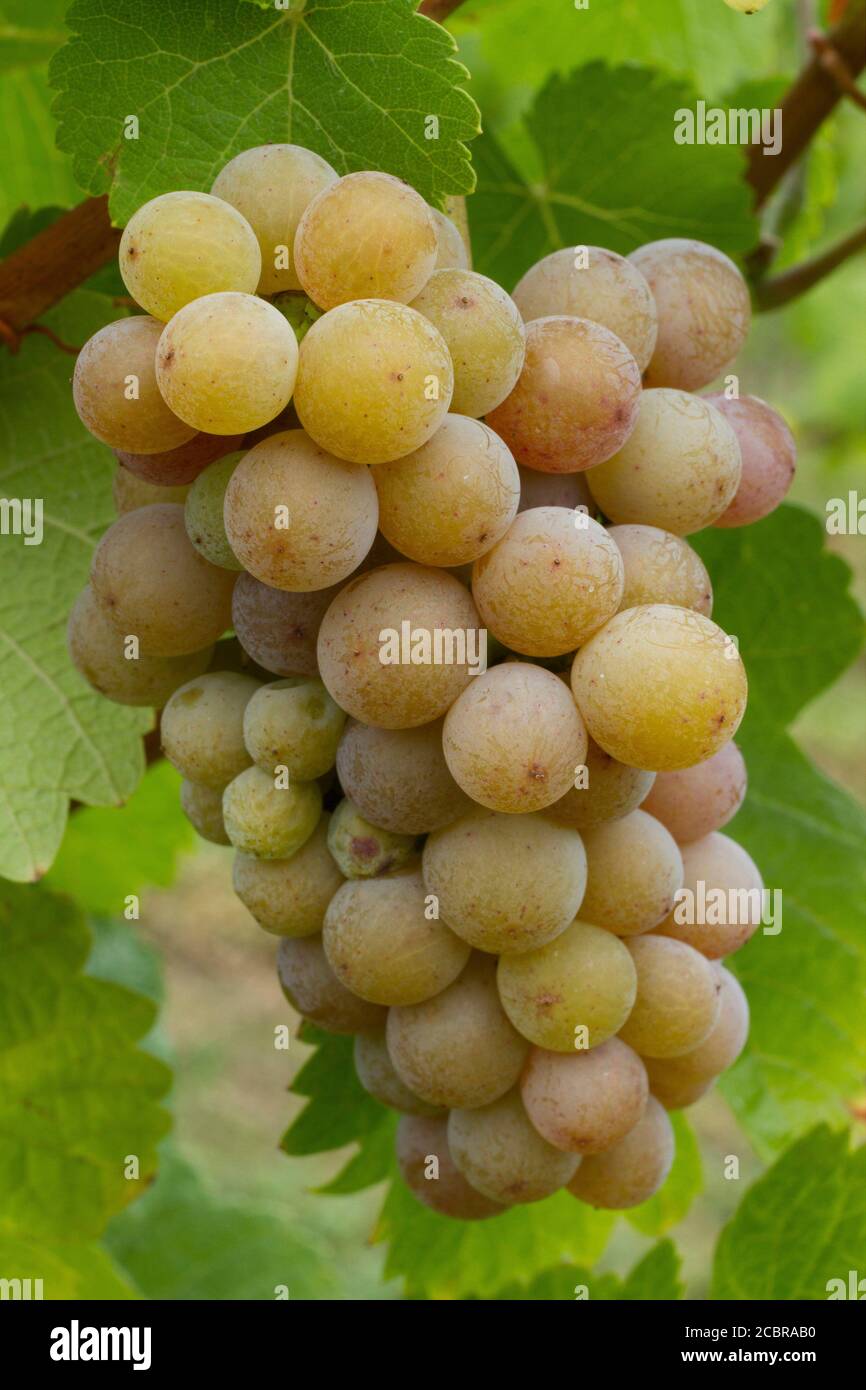Gewurztraminer hi-res stock photography and images - Alamy