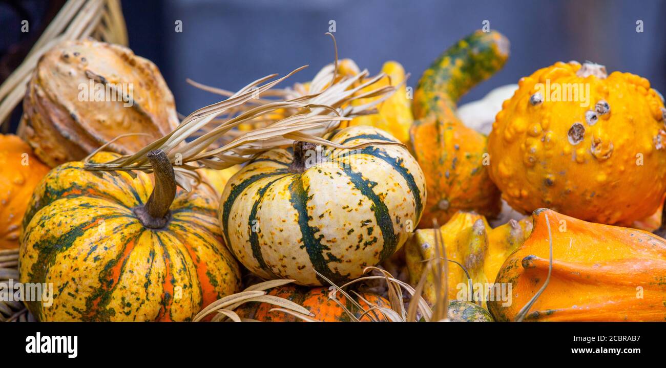 Various pumpkin shapes hi-res stock photography and images - Alamy