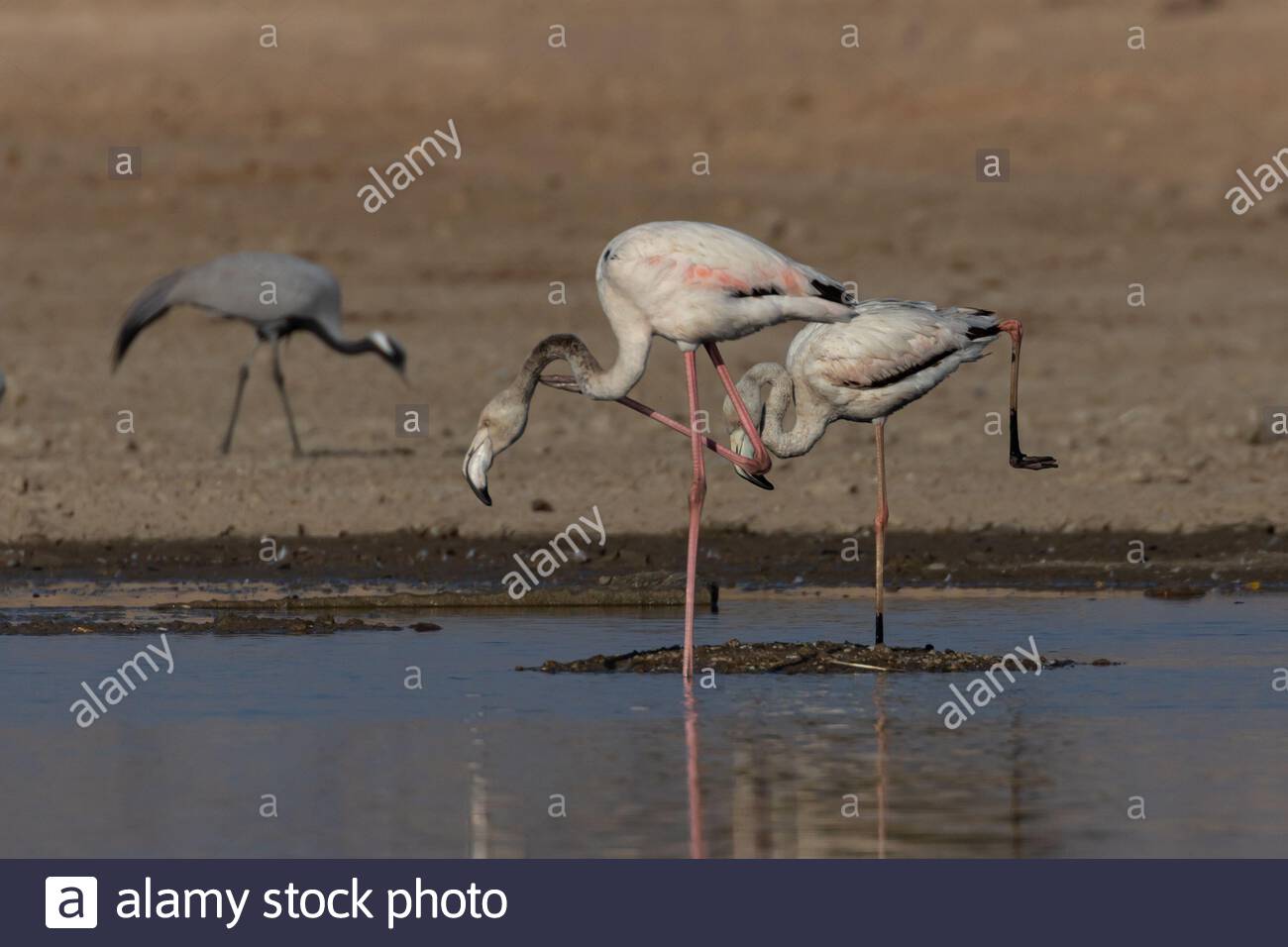 Flamingo Stretching High Resolution Stock Photography and Images - Alamy
