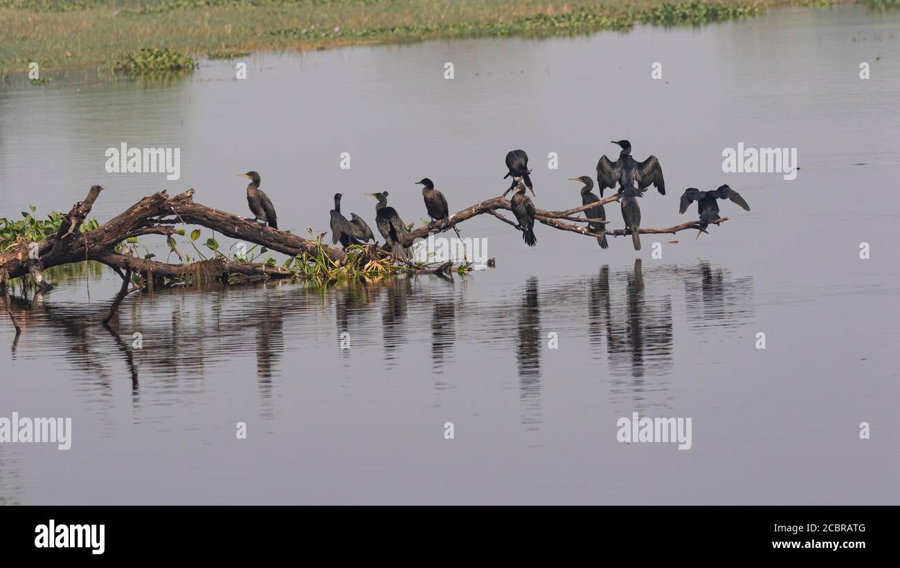 A group of oriental darter birds also called Indian darter siting in a ...