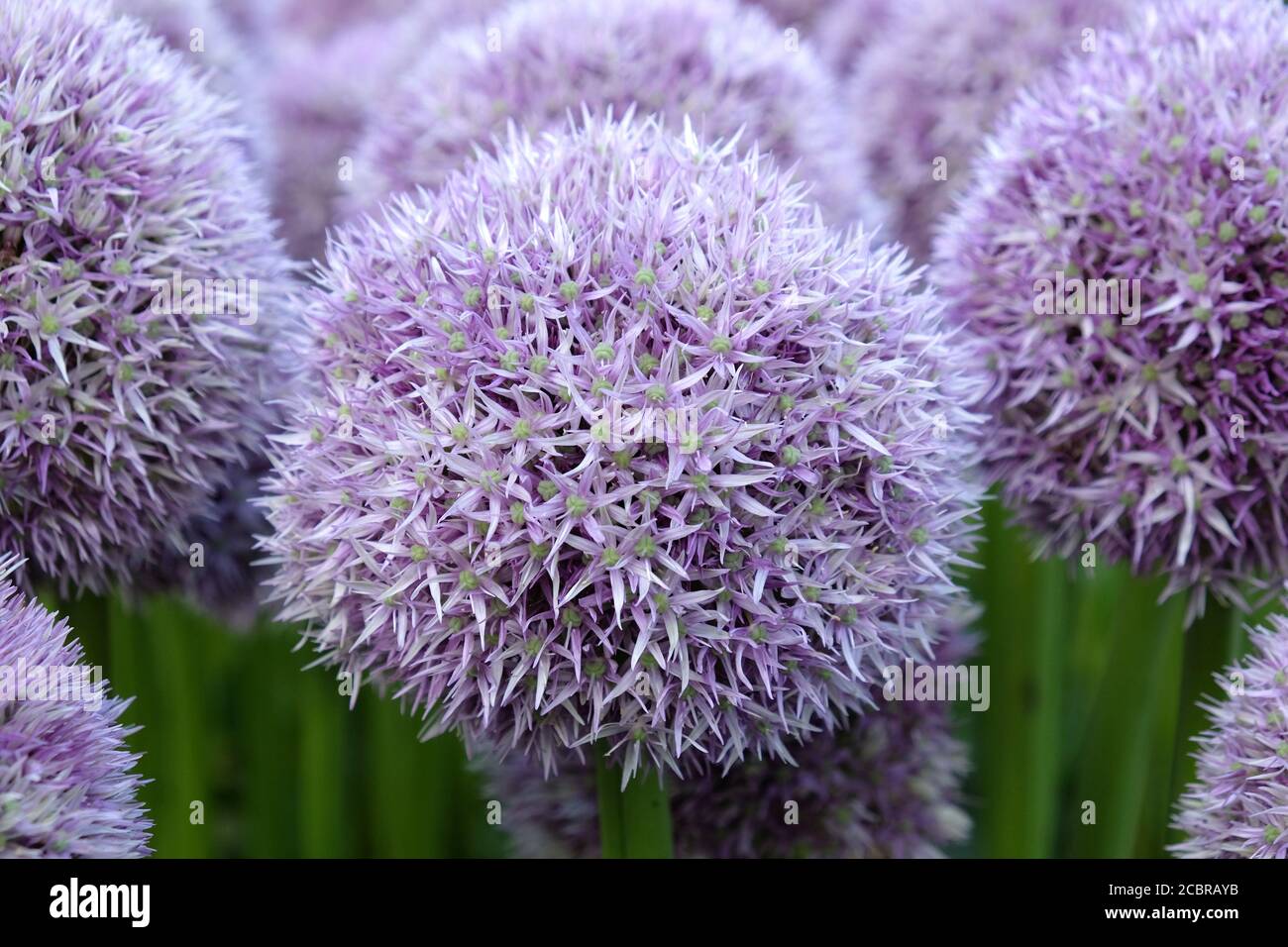 Purple round flowers hi-res stock photography and images - Alamy
