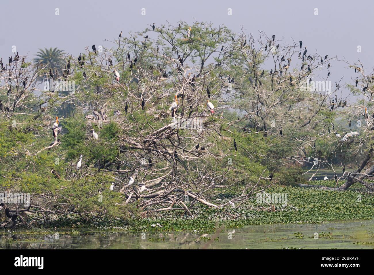 Flocks of painted storks nesting on a single tree at a bird sanctuary ...