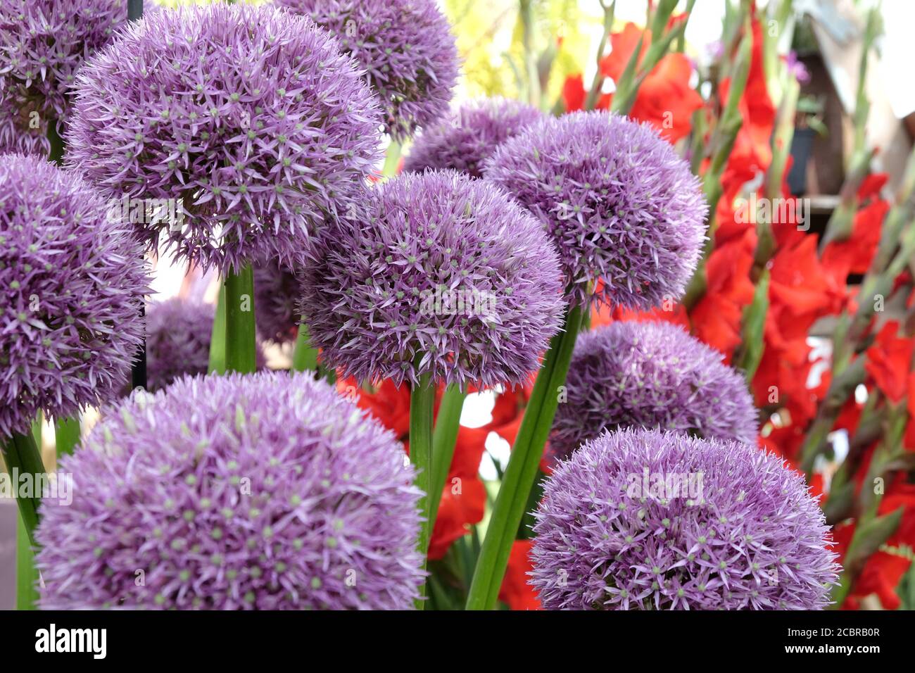 Purple round flowers hi-res stock photography and images - Alamy