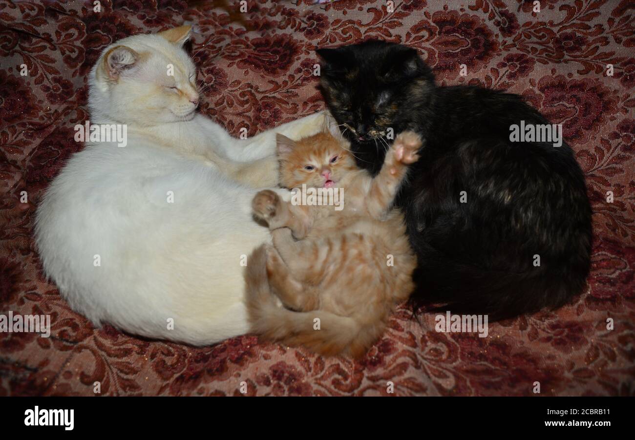 A cats family, with a yellow fluffy kitten in the middle Stock Photo ...