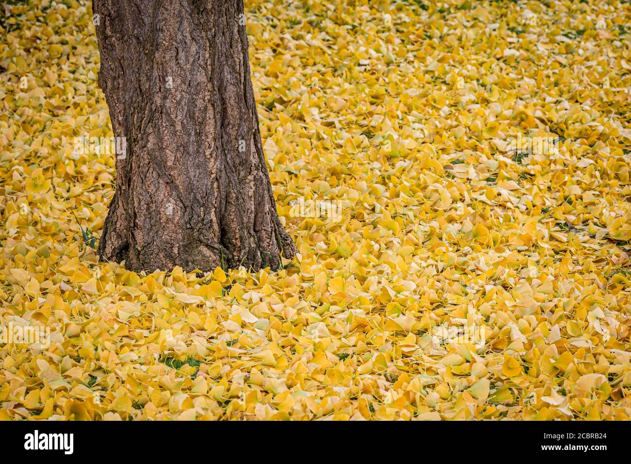 Ginkgo leaves on the ground in autumn, surrounding a tree trunk Stock ...