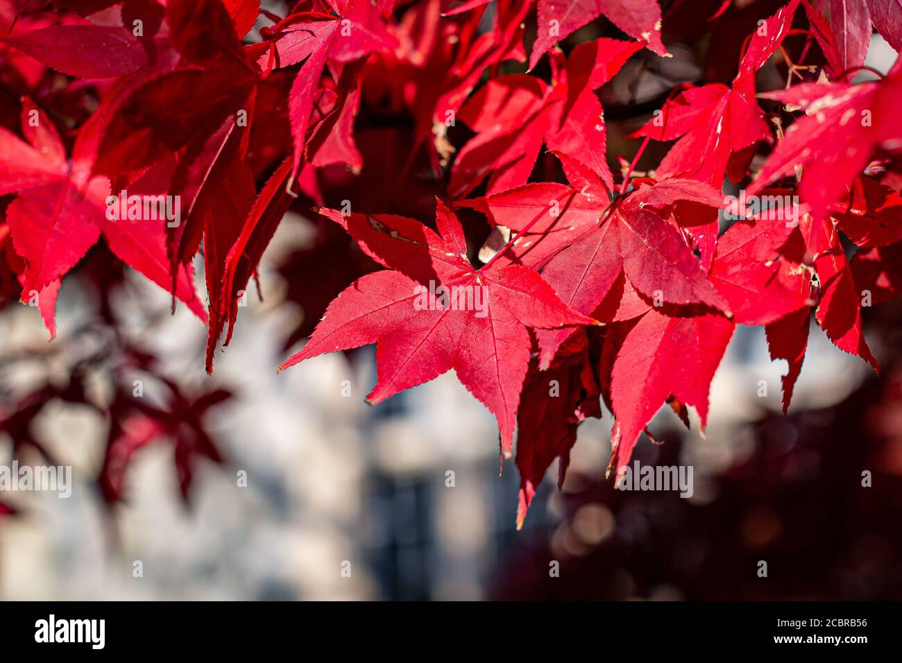 Colourful red maple leaves on a tree in autumn Stock Photo - Alamy