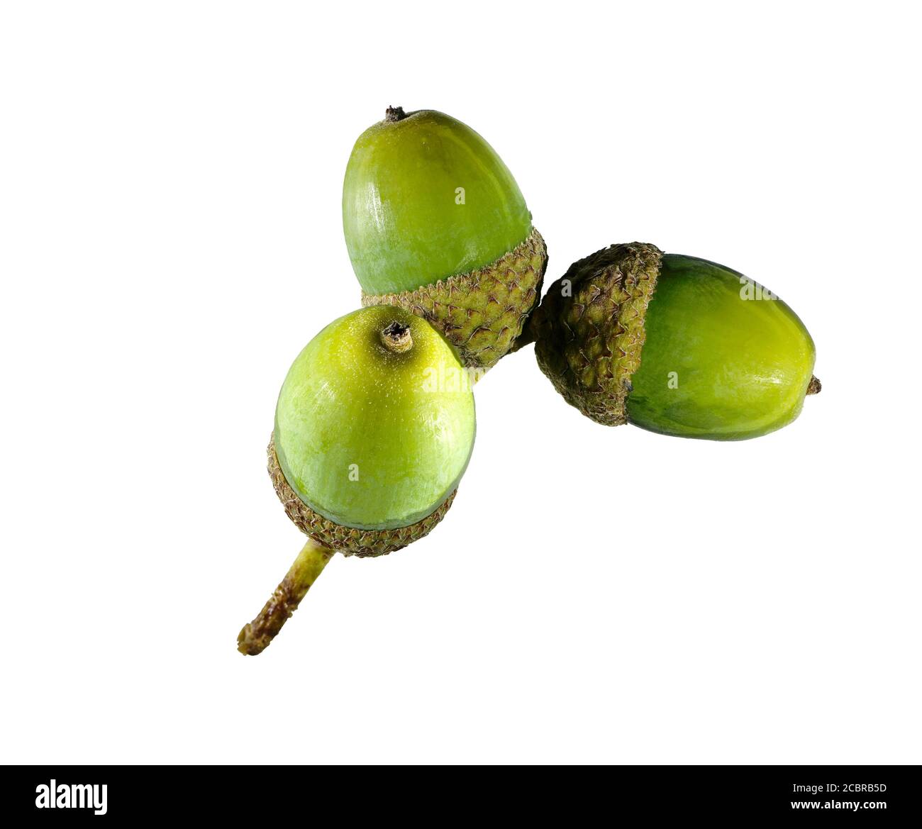 Cluster of 3 unripe acorns against a white background Stock Photo - Alamy