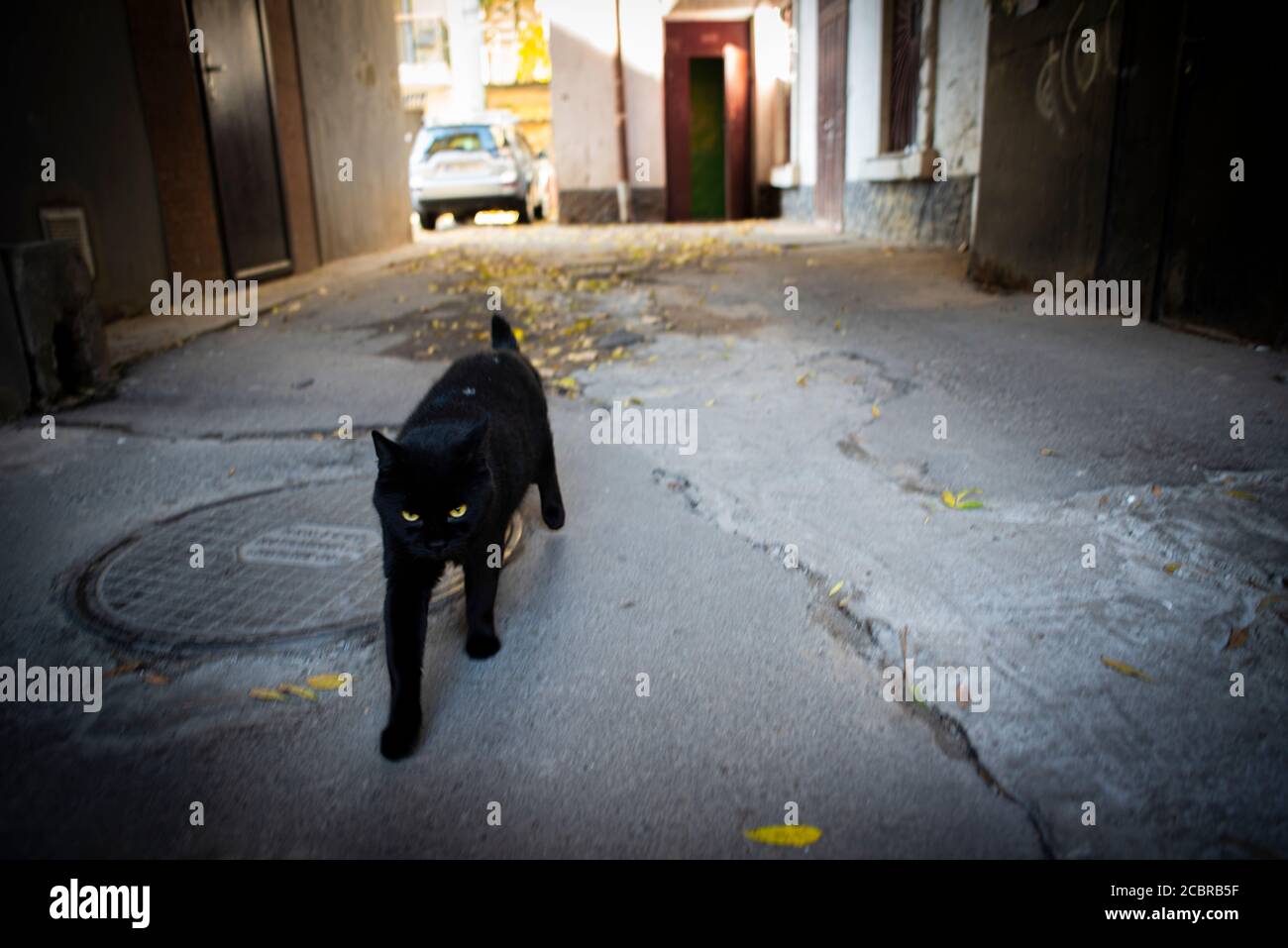 A black cat in Odesa, Ukraine Stock Photo - Alamy