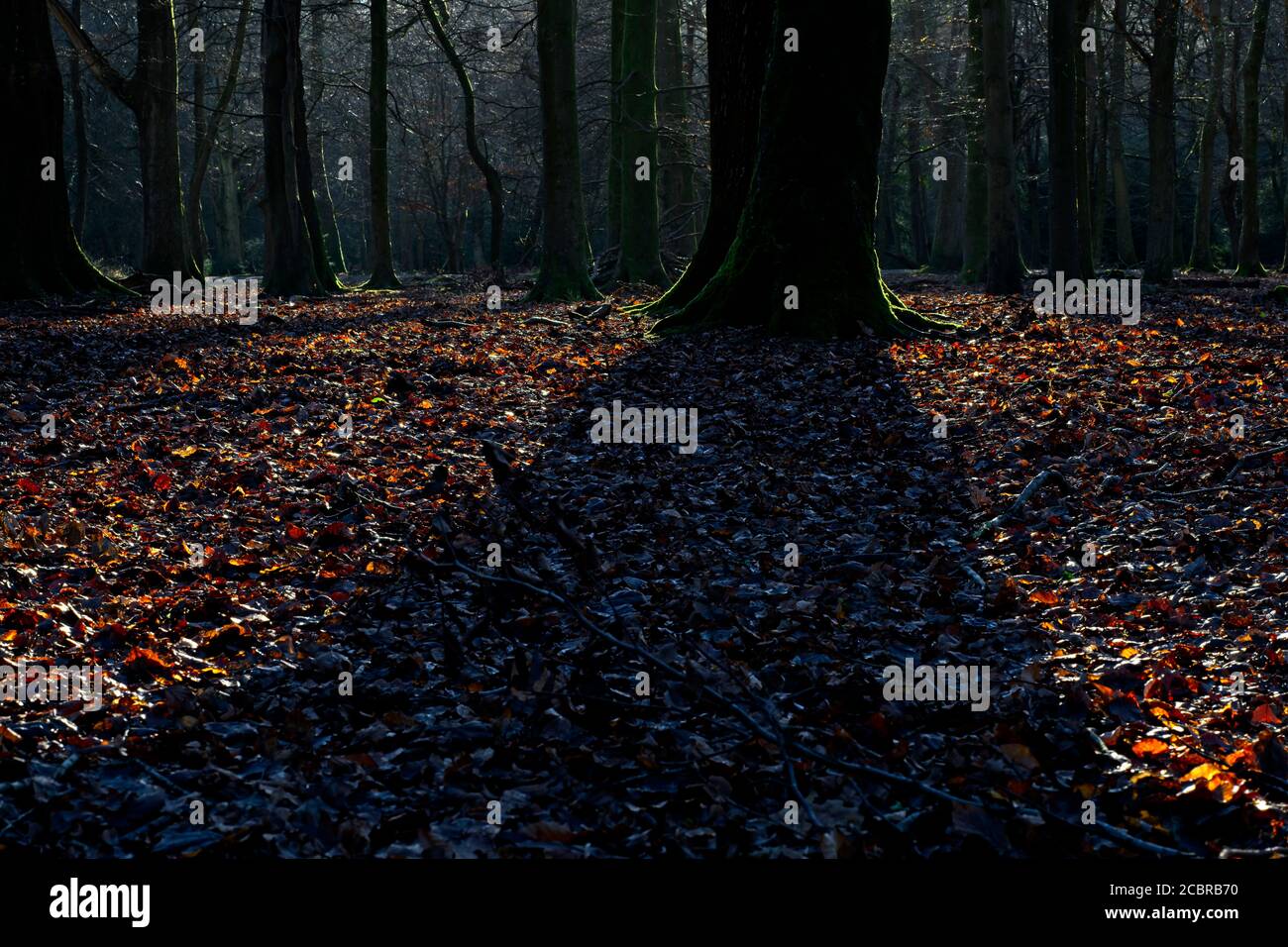 Decaying leaf litter hi-res stock photography and images - Alamy