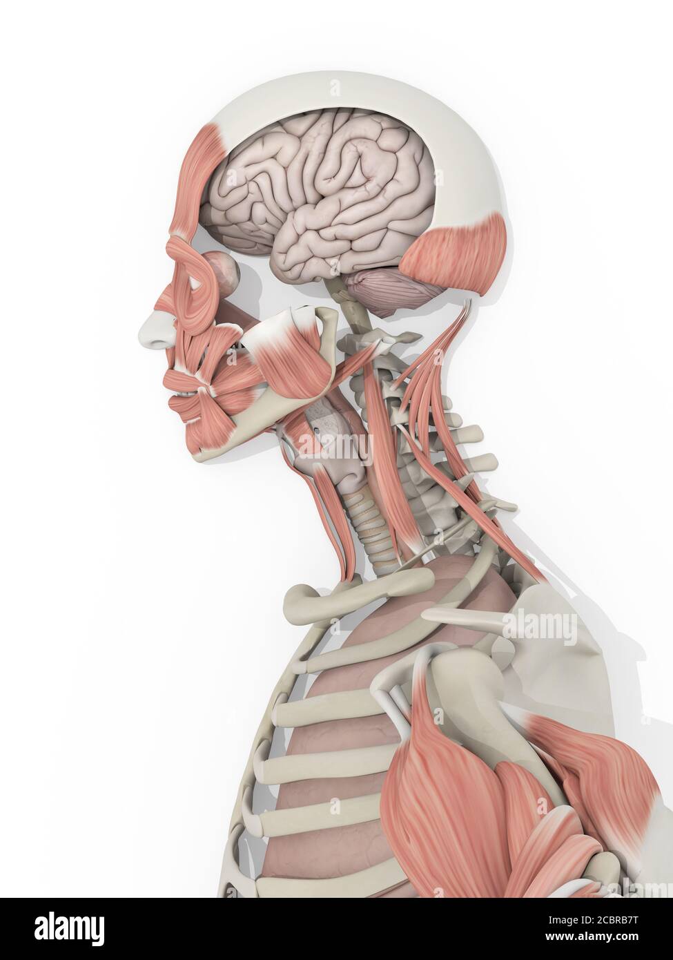 Anatomy illustration of human head and brain. 3D illustration Stock ...