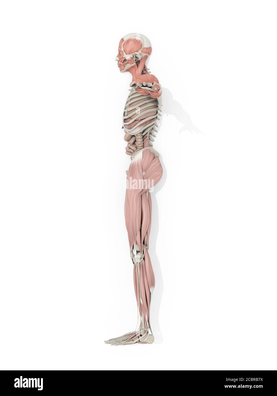 Anatomy illustration full human body side Stock Photo - Alamy