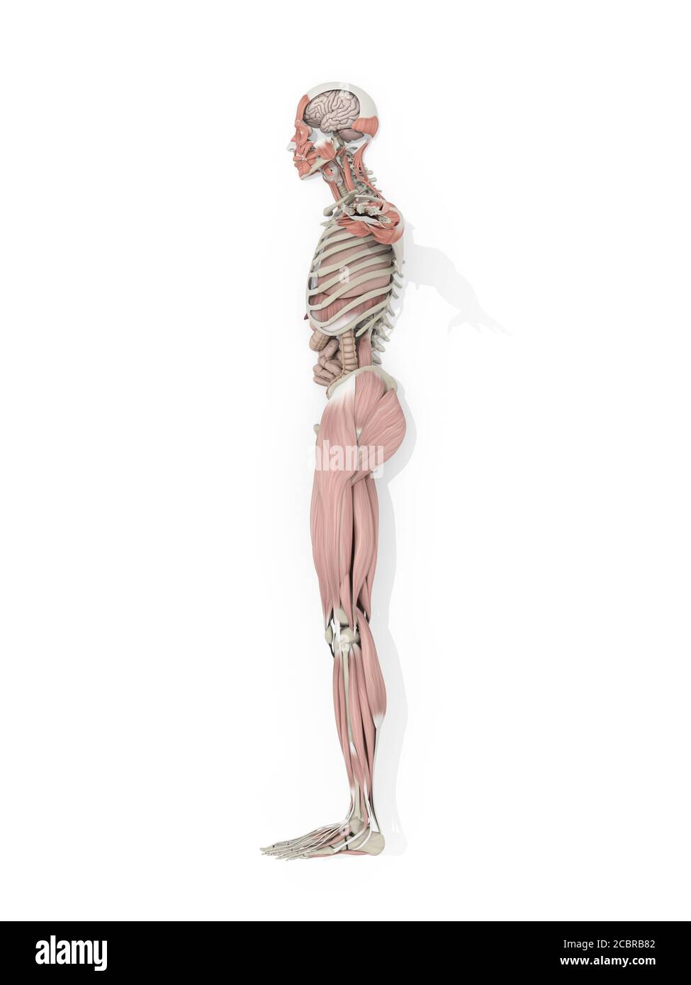Anatomy illustration full human body side Stock Photo - Alamy
