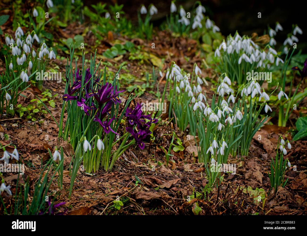 Snowdrops flowering in February, early spring in Southern England Stock ...