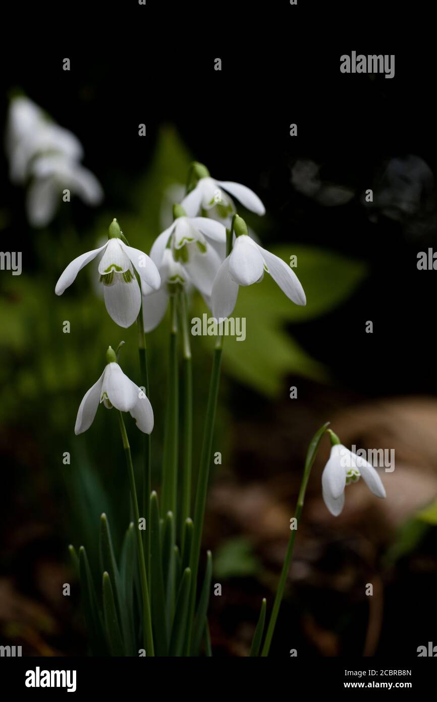 Snowdrops flowering in February, early spring in Southern England Stock ...