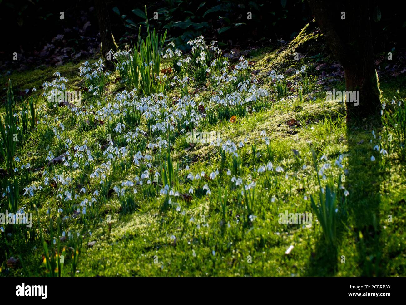 Snowdrops flowering in February, early spring in Southern England Stock ...
