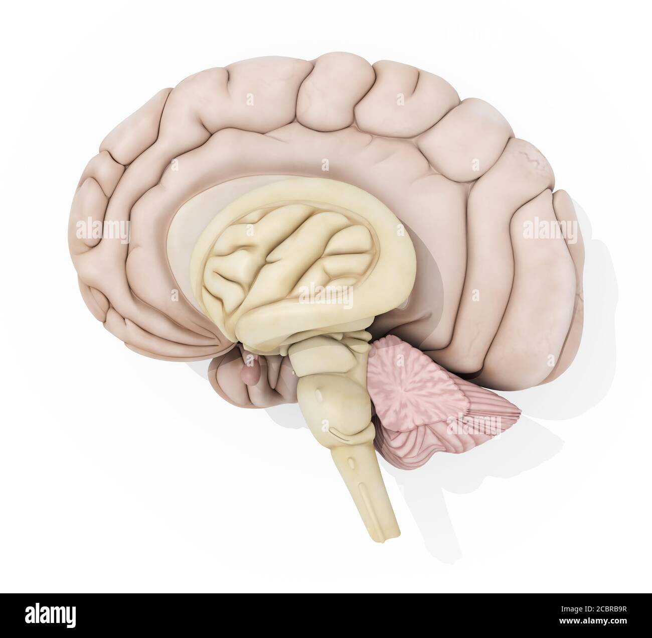 Illustration of human brain, neurology. 3d illustration Stock Photo - Alamy