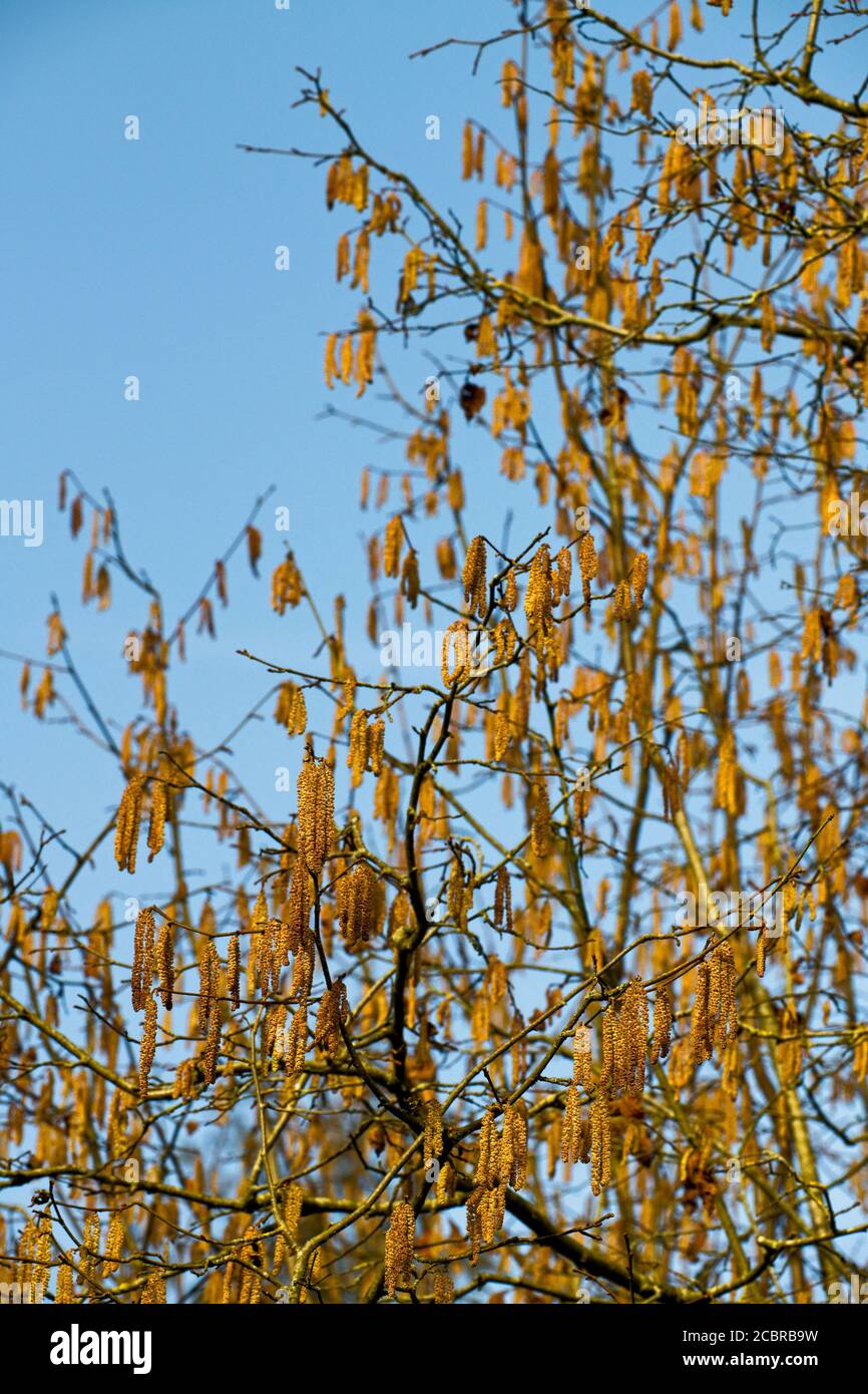 Lamb’s Tail catkins on a hazel tree early spring Stock Photo - Alamy