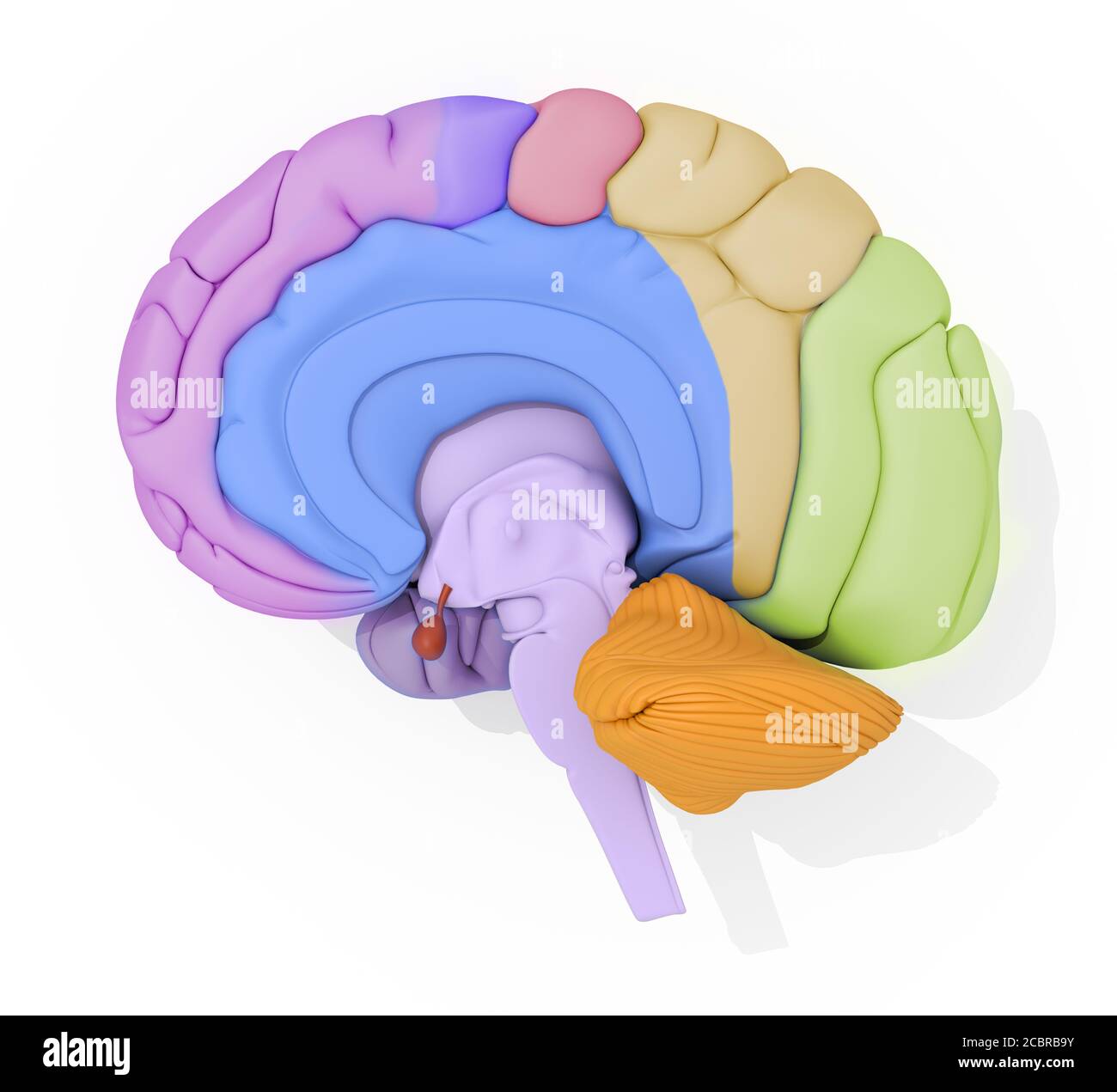 Illustration of human brain with color coded areas, neurology. 3d ...