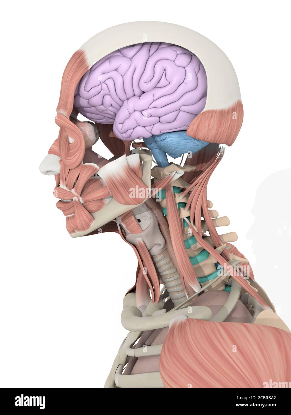 Anatomy illustration of human head and brain. 3D illustration Stock ...