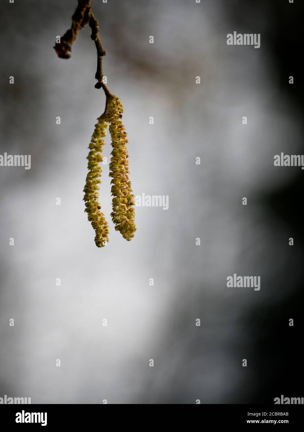 Lambs tail catkins hi-res stock photography and images - Alamy