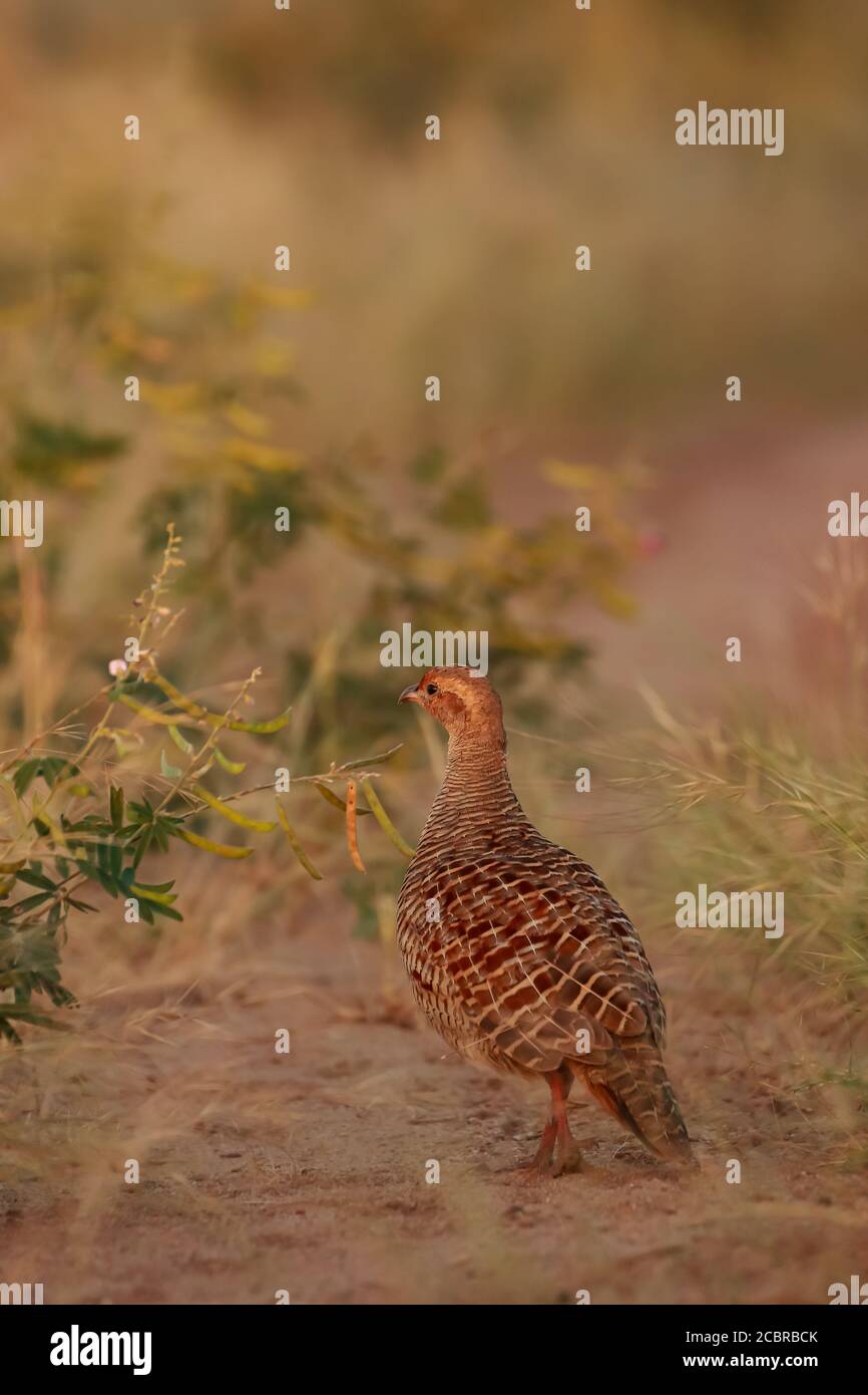 Grey francolin francolinus pondicerianus hi-res stock photography and ... Grey francolin francolinus pondicerianus hi-res stock photography and ...