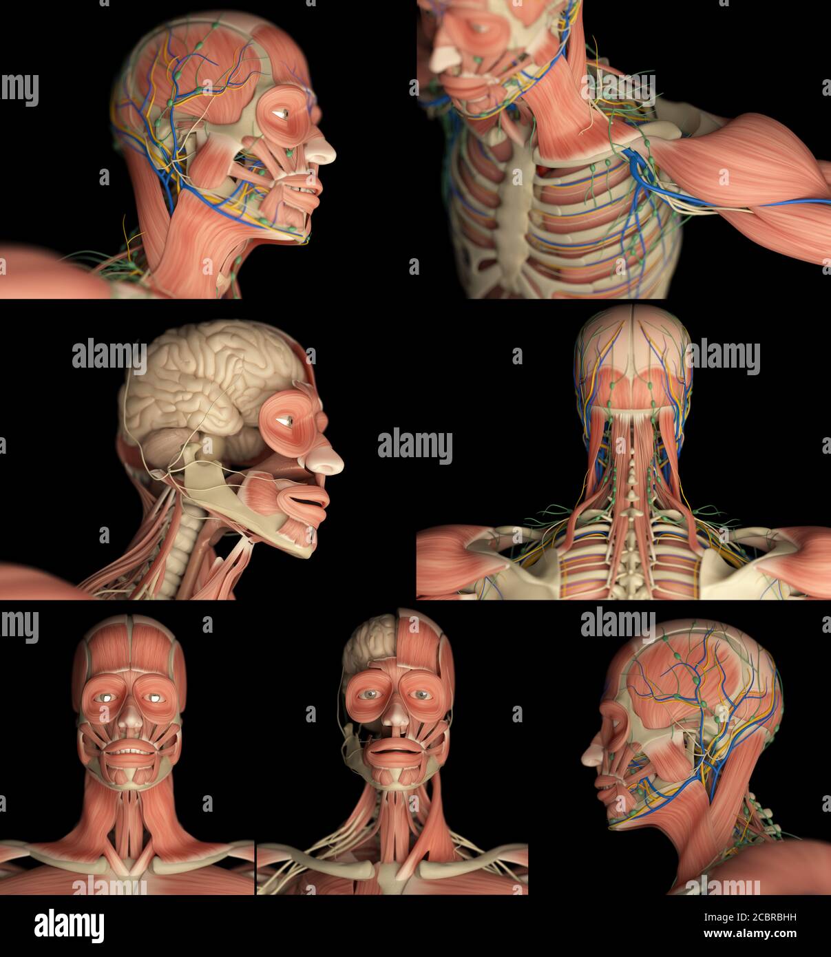 Anatomy illustration of human head, muscle, skeleton. 3D illustration ...