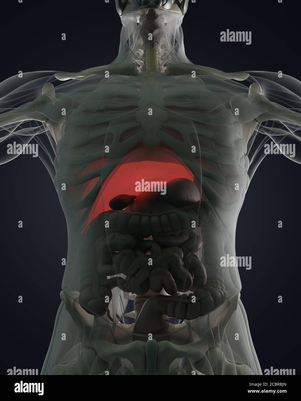 Anatomy illustration of human liver inside body. Xray. 3d illustration ...
