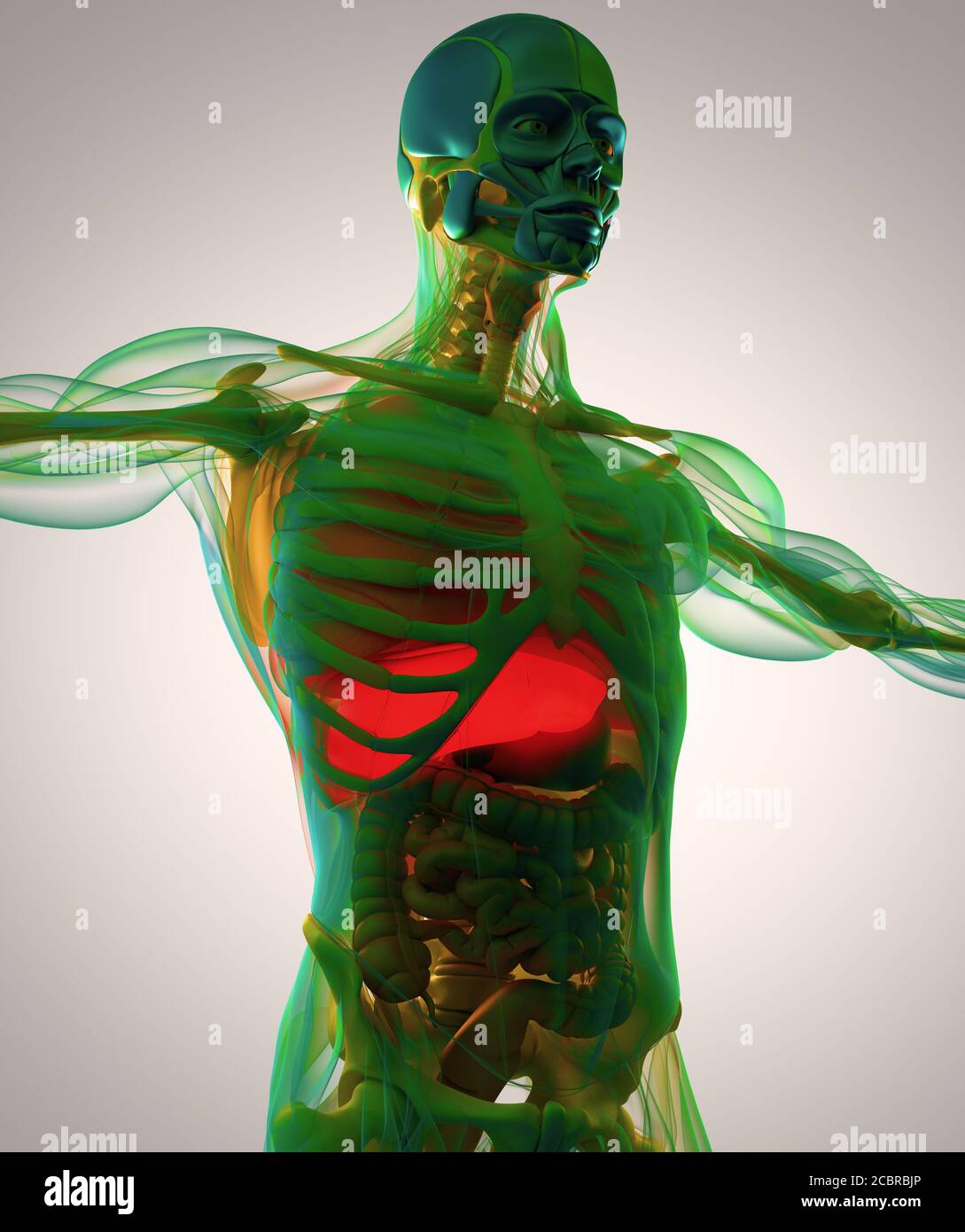 Anatomy illustration of human liver inside body. Xray. 3d illustration ...