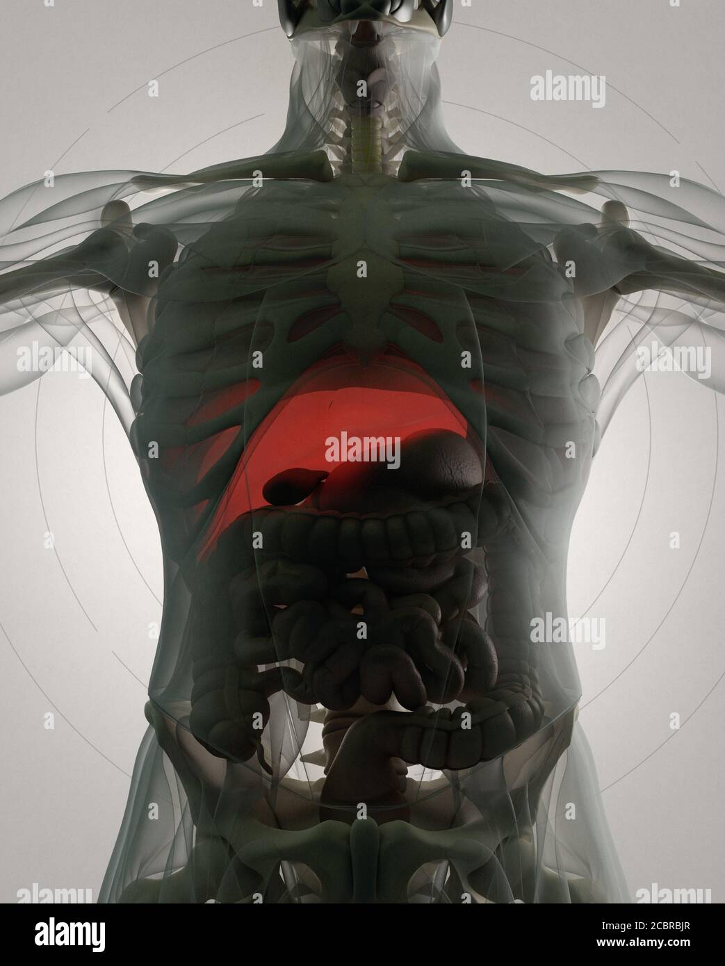 Anatomy illustration of human liver inside body. Xray. 3d illustration ...