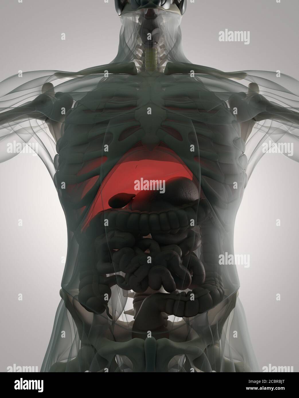 Anatomy illustration of human liver inside body. Xray. 3d illustration ...