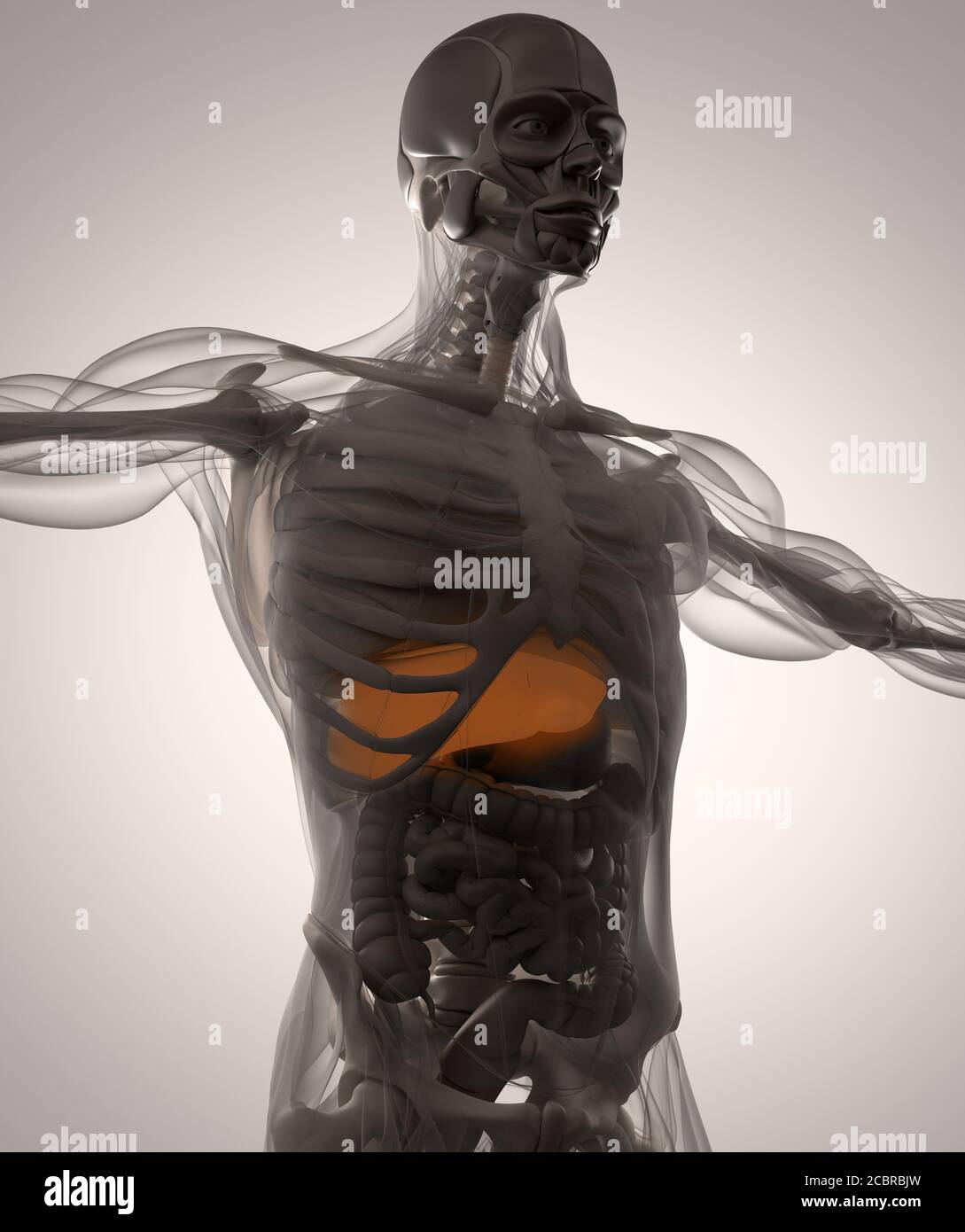 Anatomy illustration of human liver inside body. Xray. 3d illustration ...