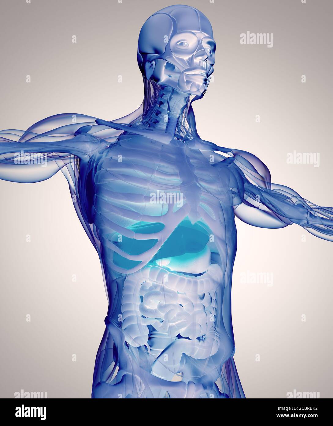 Anatomy illustration of human liver inside body. Xray. 3d illustration ...