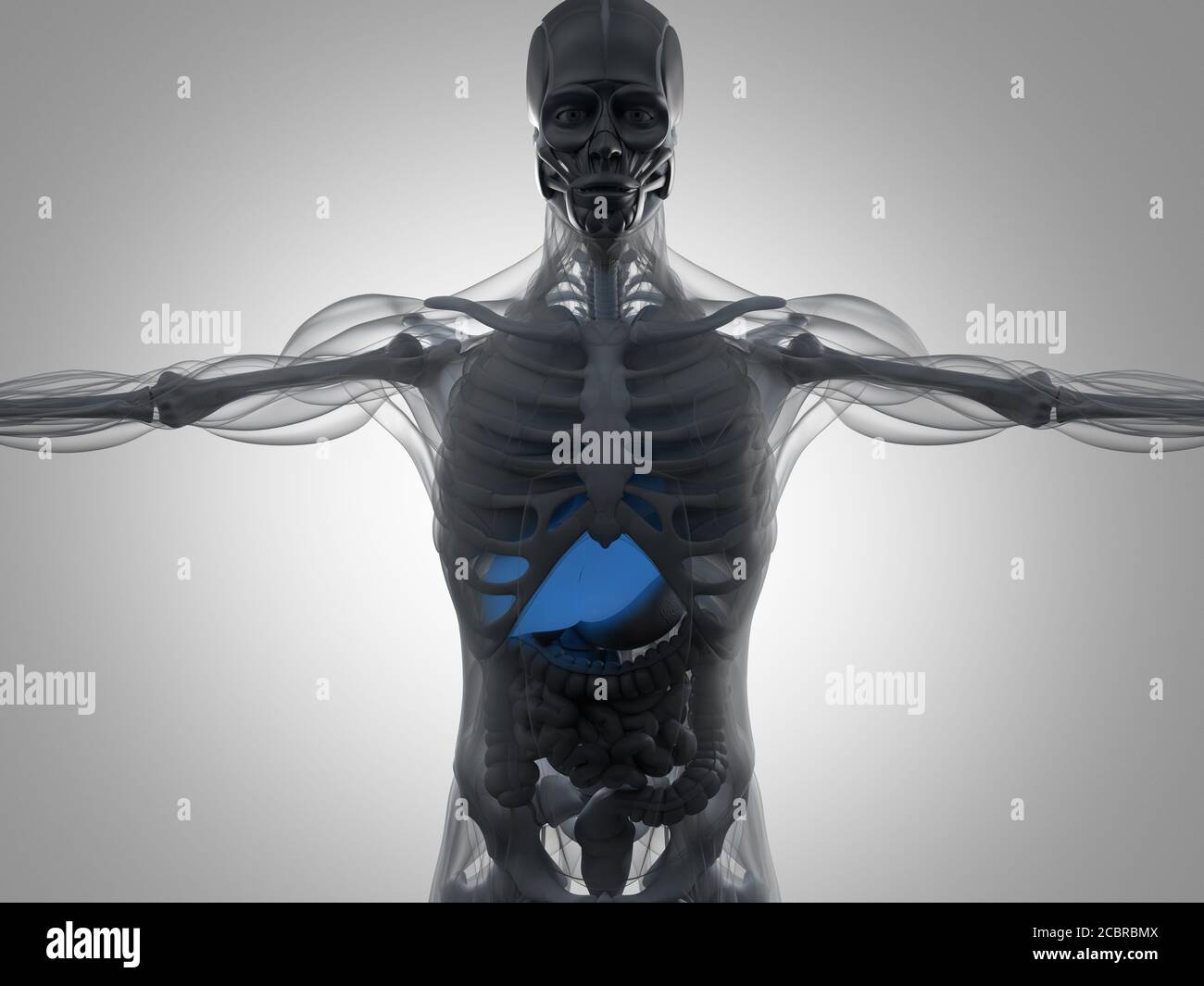 Anatomy illustration of human liver inside body. Xray. 3d illustration ...