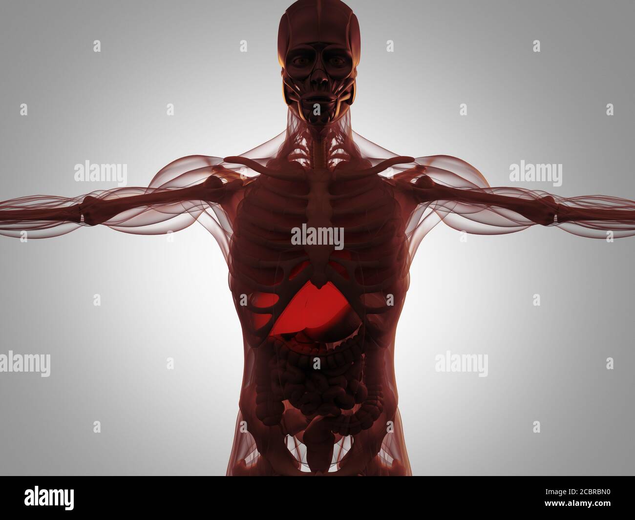Anatomy illustration of human liver inside body. Xray. 3d illustration ...