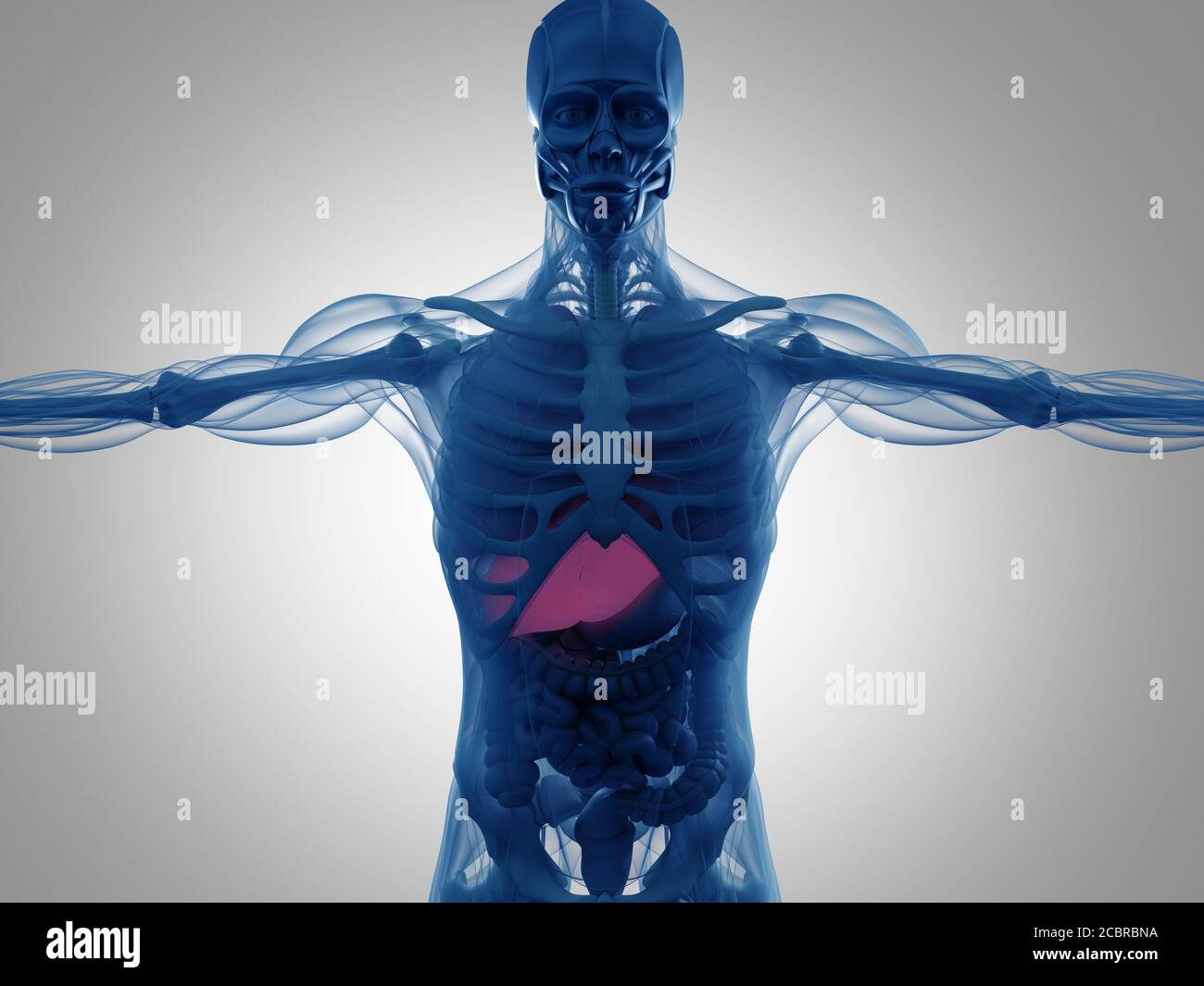 Anatomy illustration of human liver inside body. Xray. 3d illustration ...