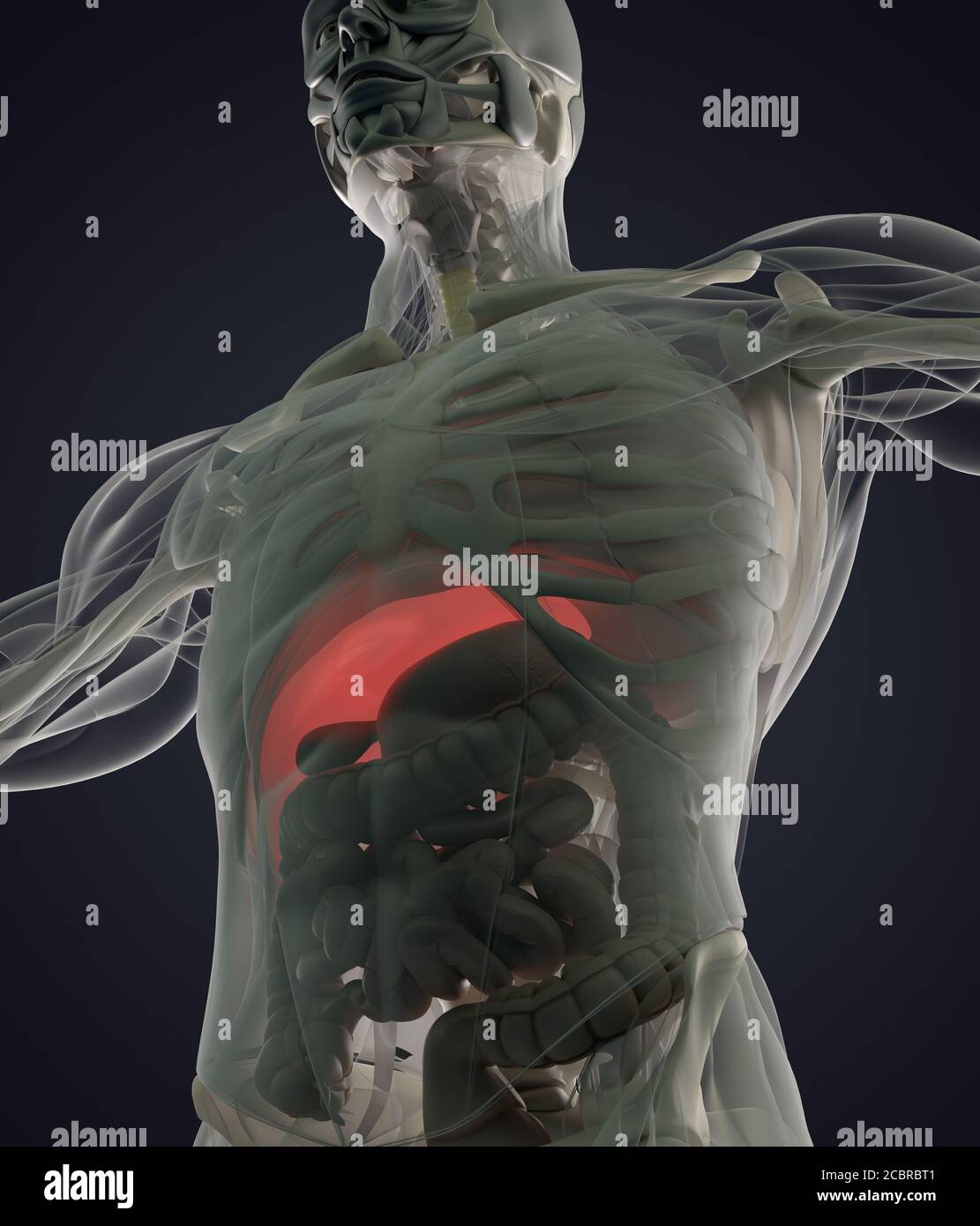 Anatomy illustration of human liver inside body. Xray. 3d illustration ...