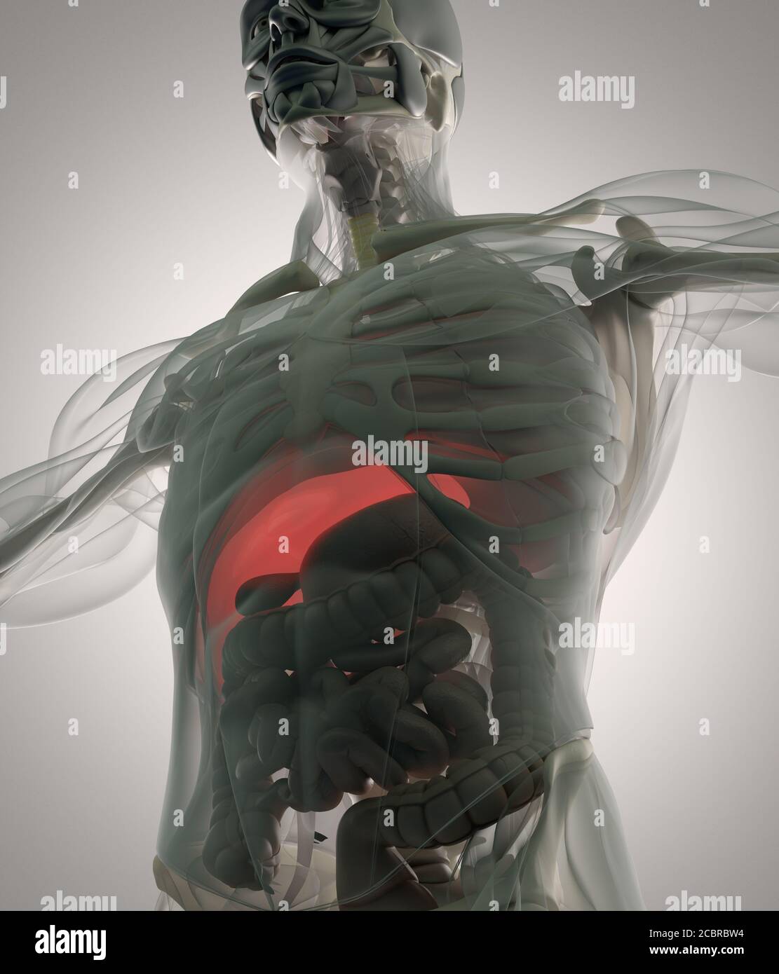 Anatomy illustration of human liver inside body. Xray. 3d illustration ...