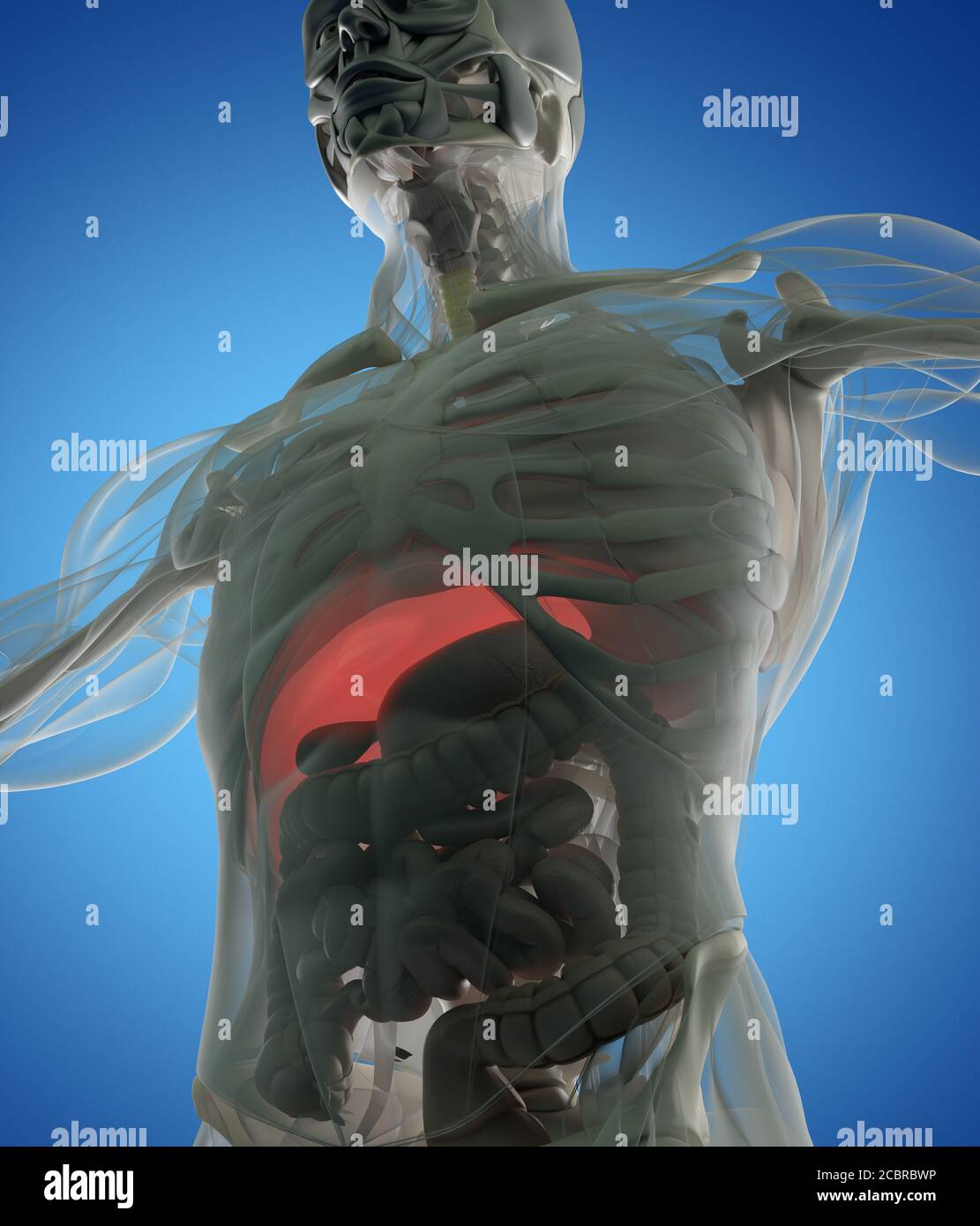 Anatomy illustration of human liver inside body. Xray. 3d illustration ...