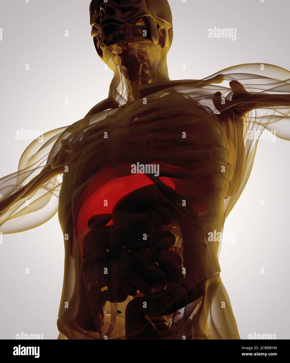 Anatomy illustration of human liver inside body. Xray. 3d illustration ...