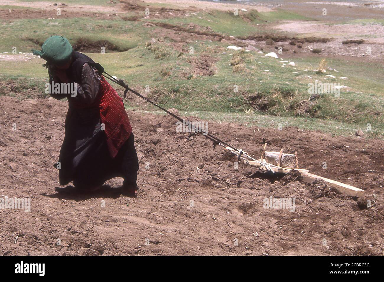 TIBET - WOMAN PLOUGHING IN TRADITIONAL WAY Stock Photo - Alamy