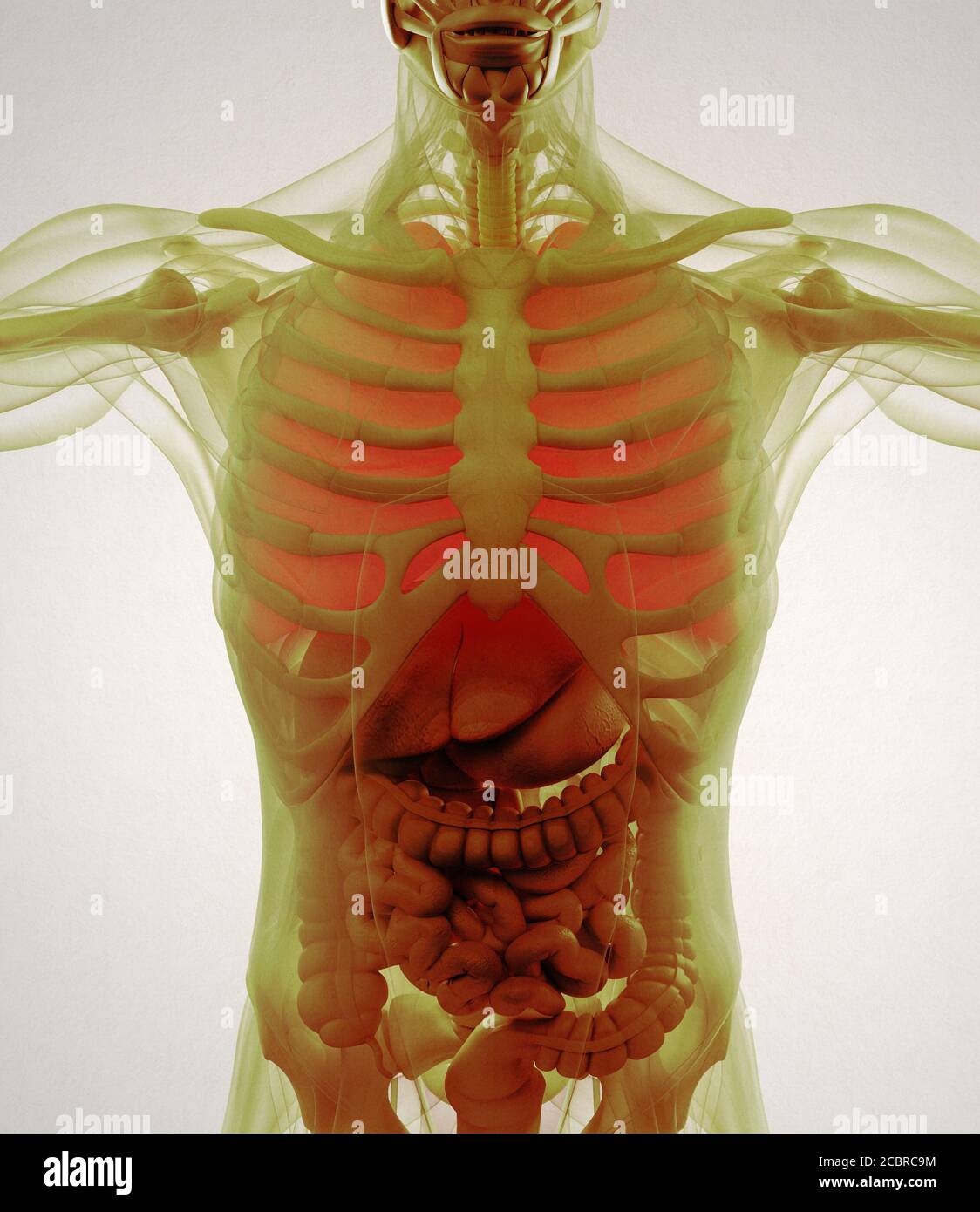 Inside human chest organs hi-res stock photography and images - Alamy
