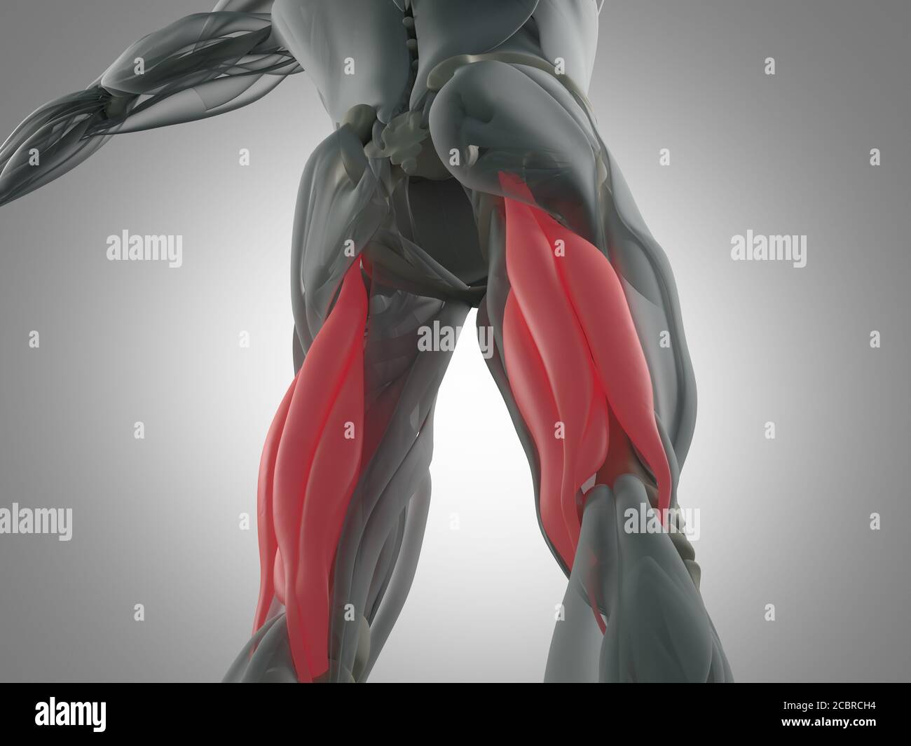 Hamstring muscle group, human anatomy muscle system. 3d illustration ...